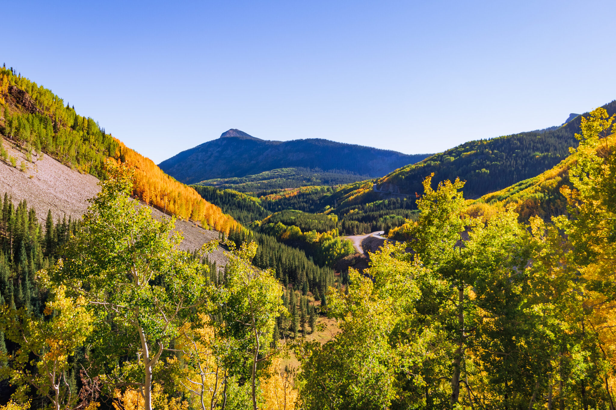 Everything You Wanted to Know about the Aspen Tree