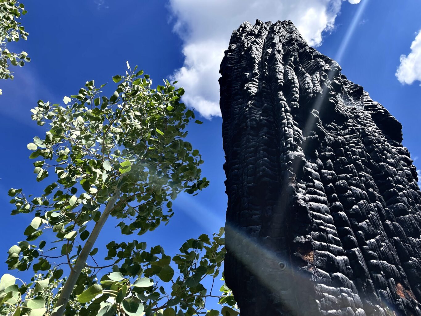 Everything You Wanted to Know about the Aspen Tree