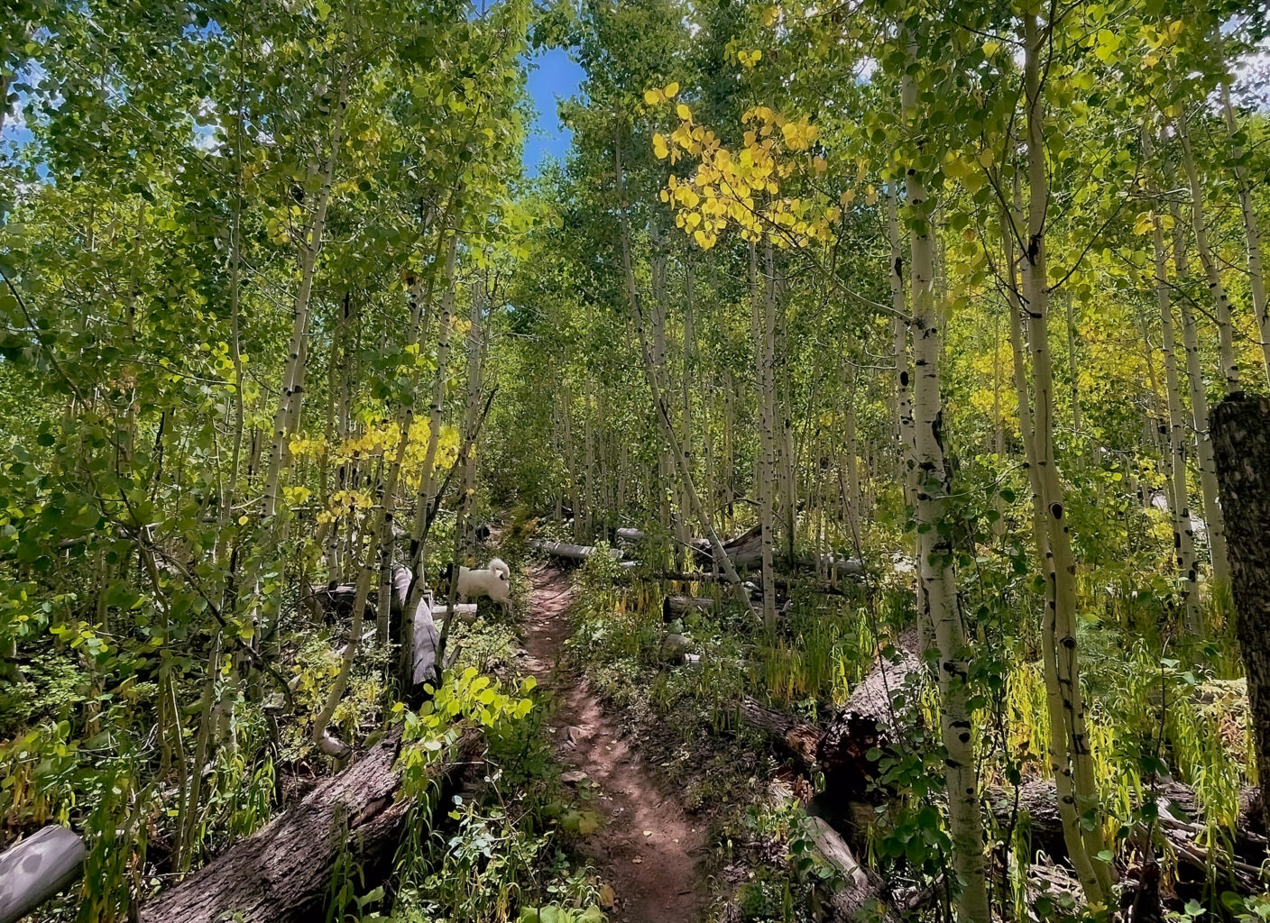 Everything You Wanted to Know about the Aspen Tree