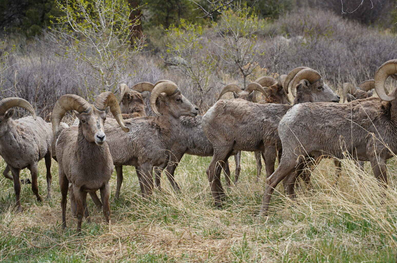 Little Facts about Desert Bighorn Sheep - Mild to Wild Rafting & Jeep Tours